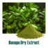 bacopa monnieri neer brahmi (Thyme leaved gratiola)