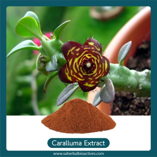 Manufacturer of Caralluma Extract | Caralluma Fimbriata Extract