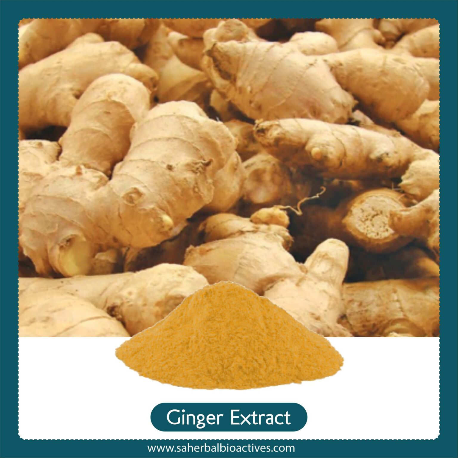 Zingiber Officinale Extract - SA Herbal Bioactives