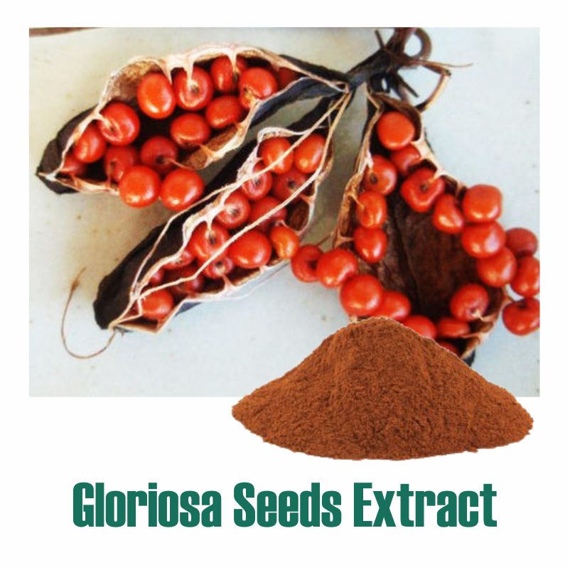 Gloriosa Superba Seeds Extract Standardized Herbal Extract Manufacturer