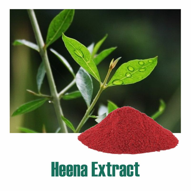 Lawsonia Inermis Extract - Standardized Botanical Extracts Manufacturer