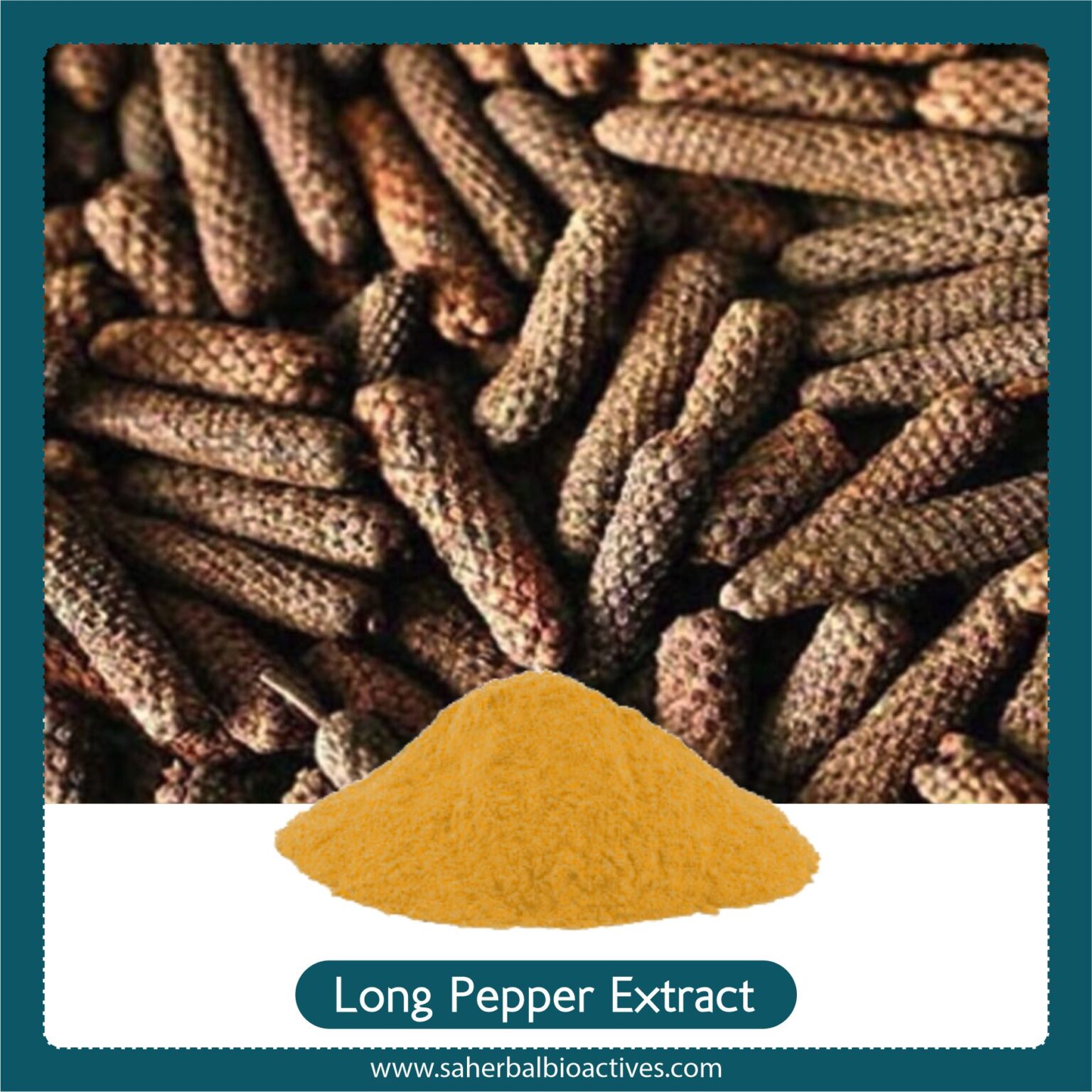 Manufacturer of Piper Longum Extract | Long Pepper Extract